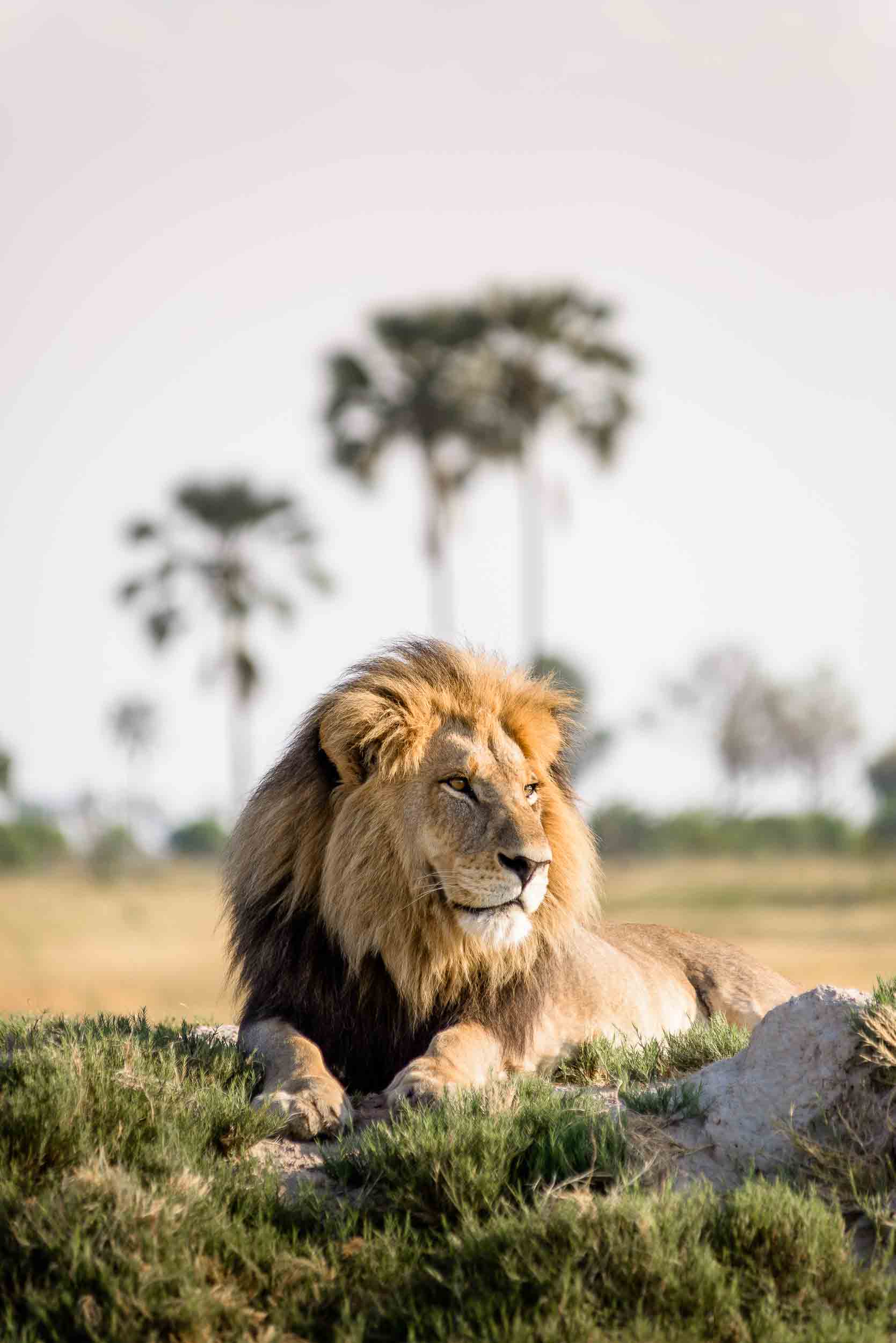 Information & Reviews, Xigera Safari Lodge Botswana