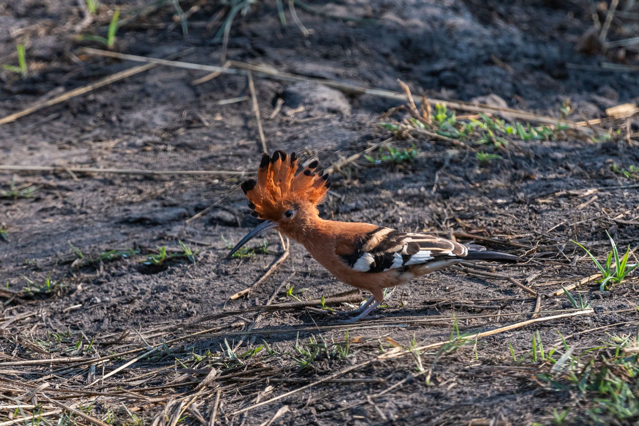 Wildlife Gallery, Xigera Safari Lodge
