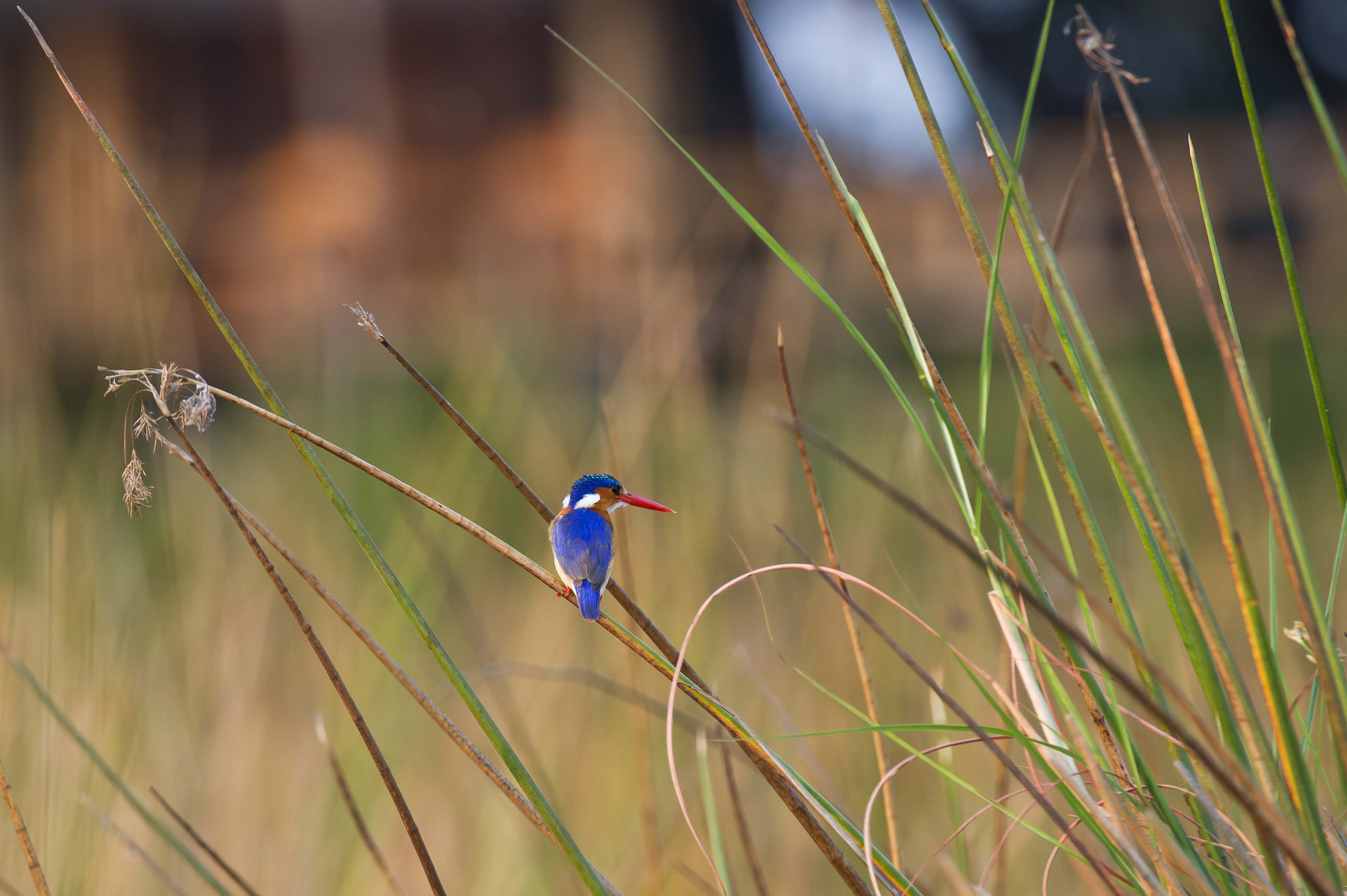 Latest Sightings, Xigera Safari Lodge, Botswana