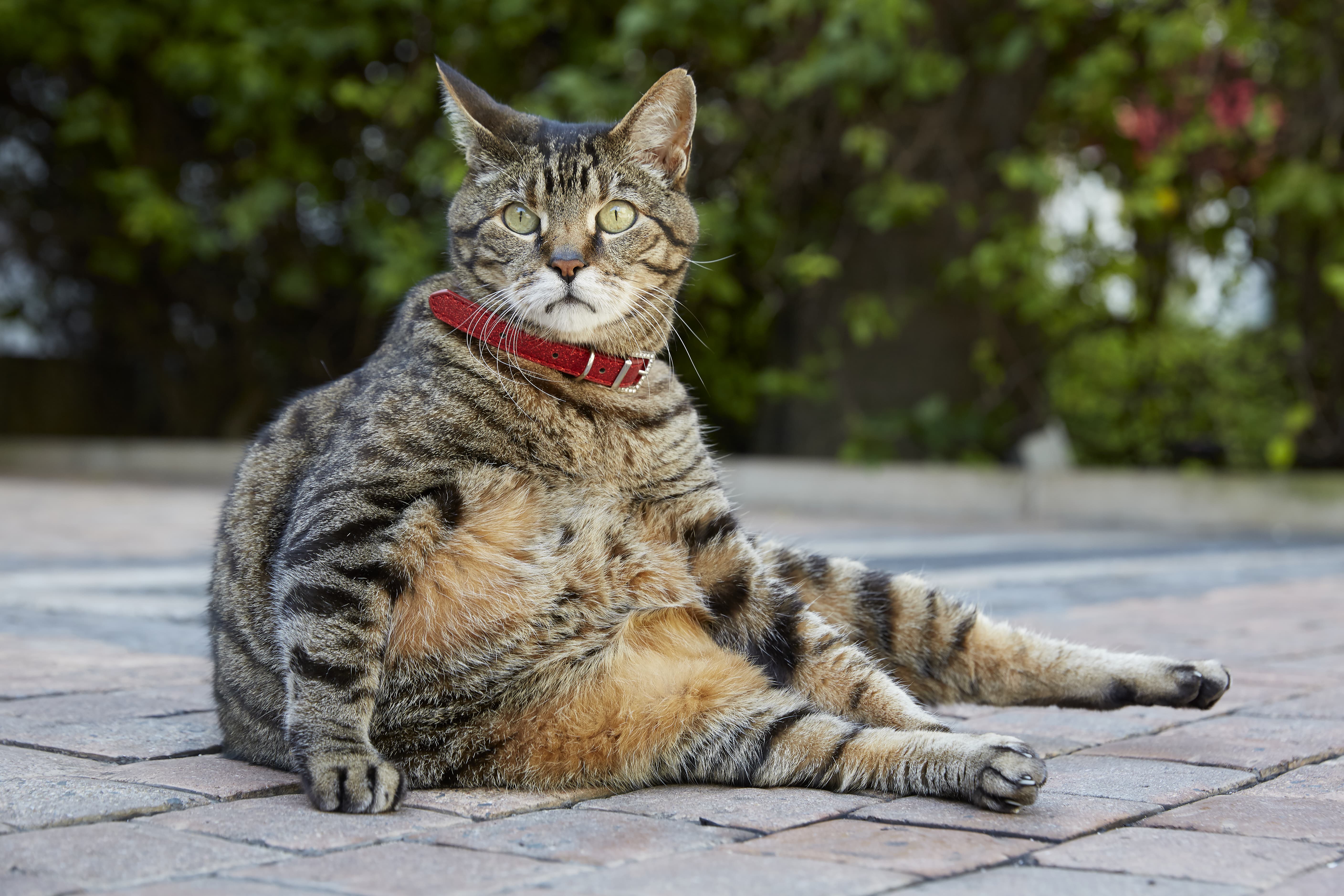 A day in the life of Skabenga, The Oyster Box cat