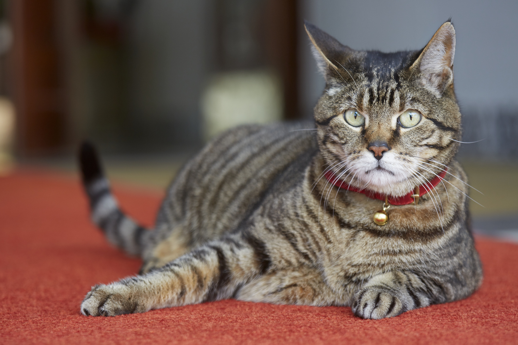 A day in the life of Skabenga, The Oyster Box cat