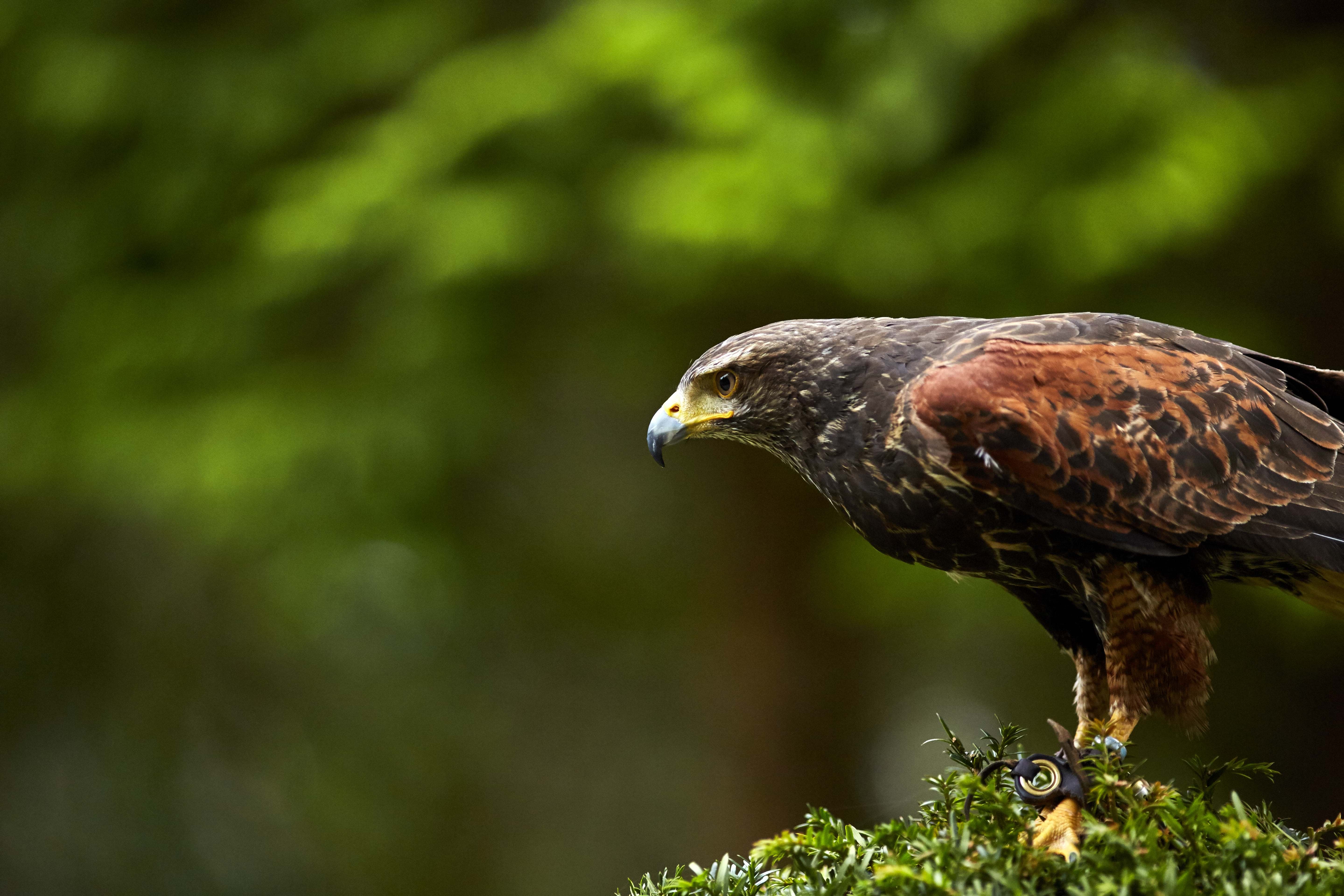 Falconry Ireland | Ashford Castle, Co Mayo, Ireland