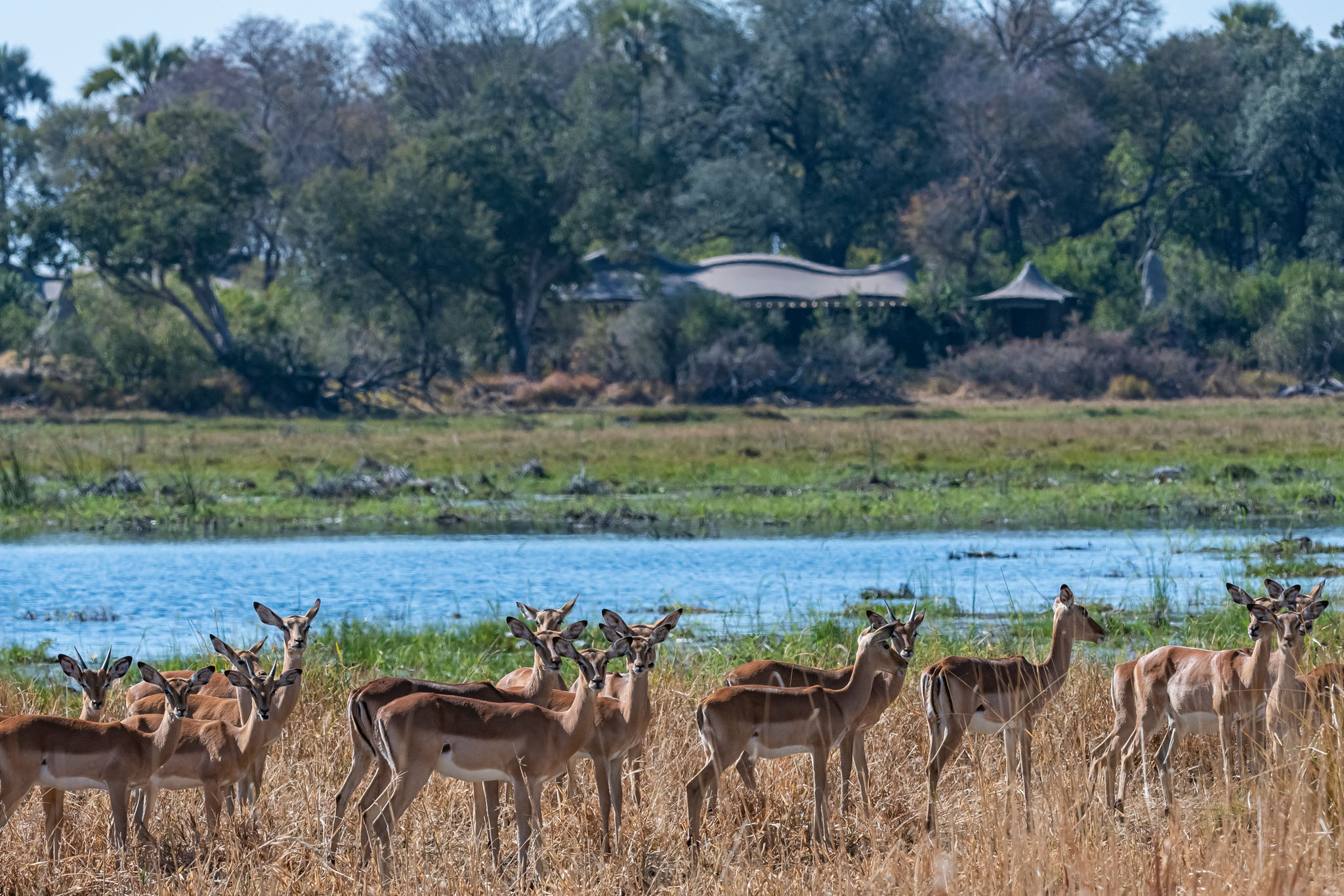 Xigera Safari Lodge Okavango Delta, Botswana Luxury Safari