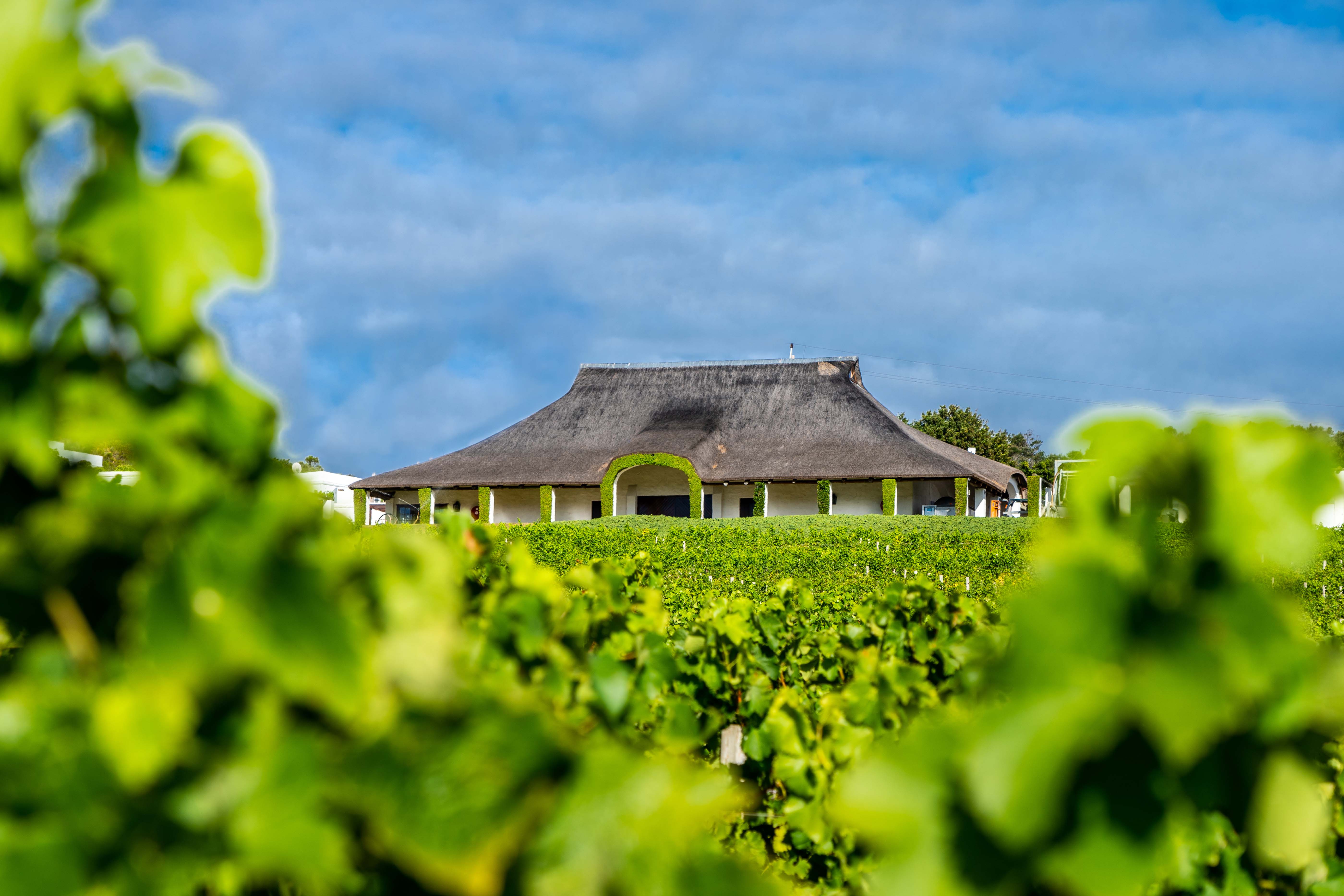 Bouchard Finlayson, Boutique Winery, Cape Town