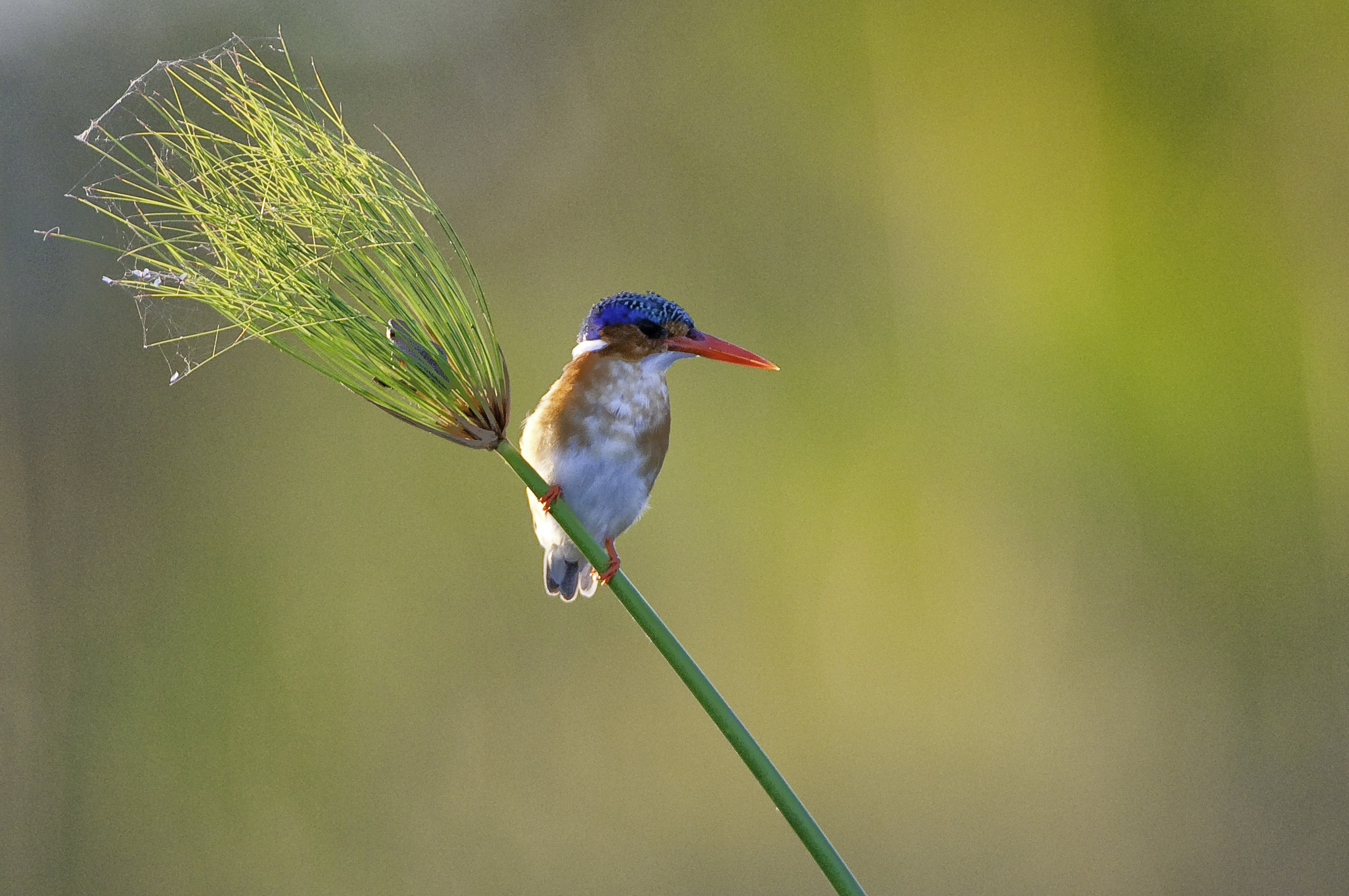 Birding At Xigera Safari Lodge, Botswana